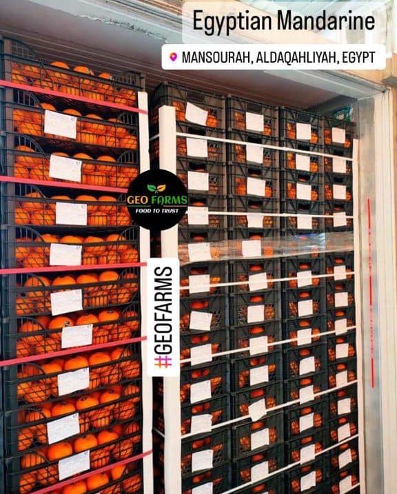 Egyptian Mandarin Suppliers - Honey Murcott & Fremont